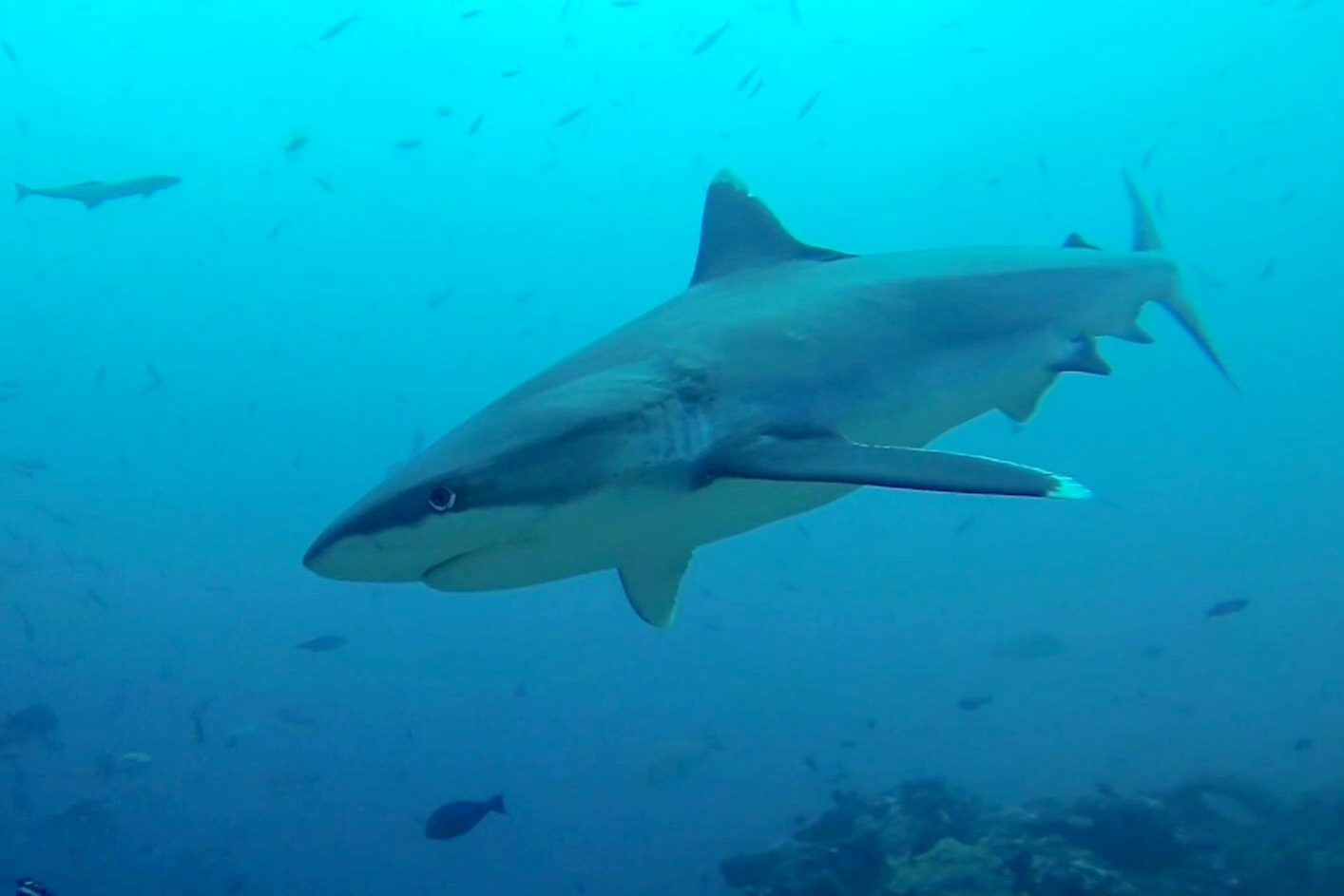 The Majesty of Bull Sharks in Fiji | Dive into the World of Apex Predators