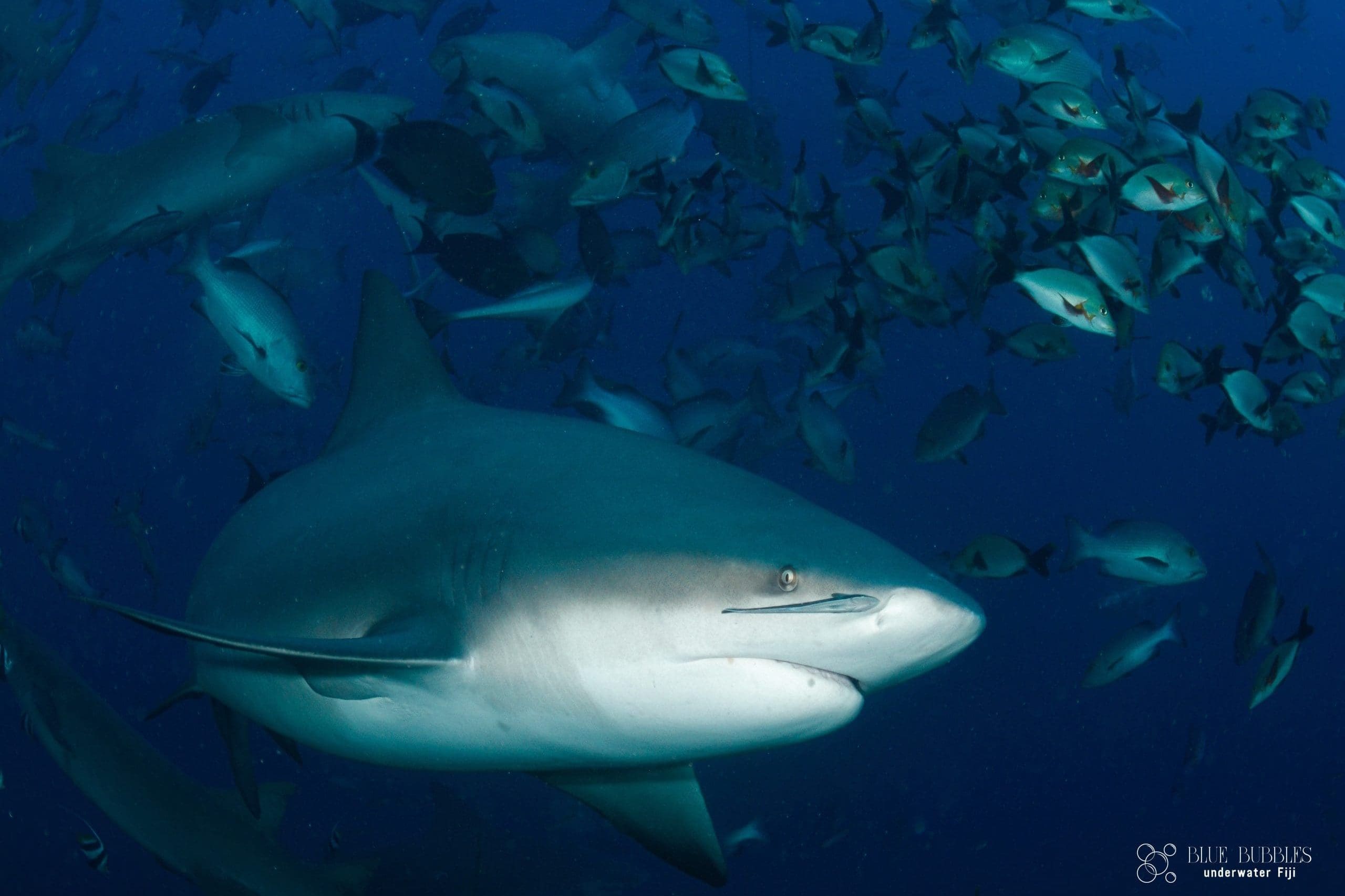 Shark Dive Experience | Encounter 8 Species of Sharks at Coral Coast Divers