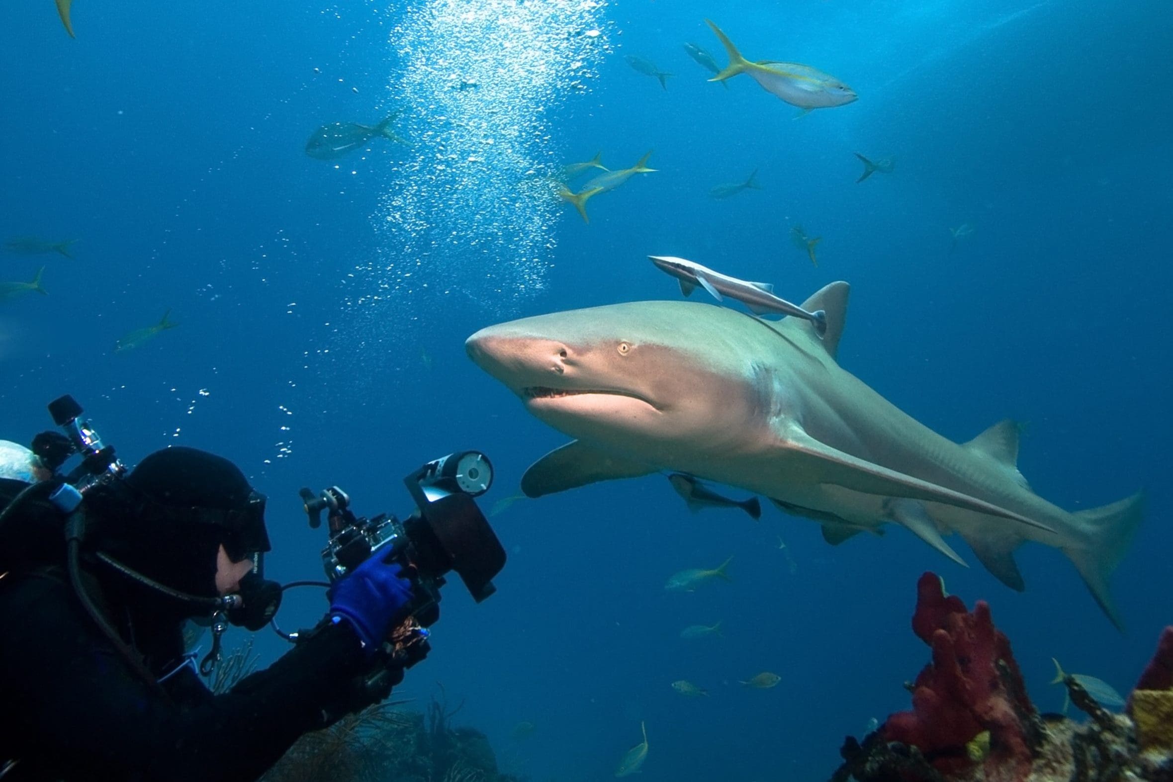 The Mystique of Lemon Sharks - Coral Coast Divers | The Best Shark Dive ...