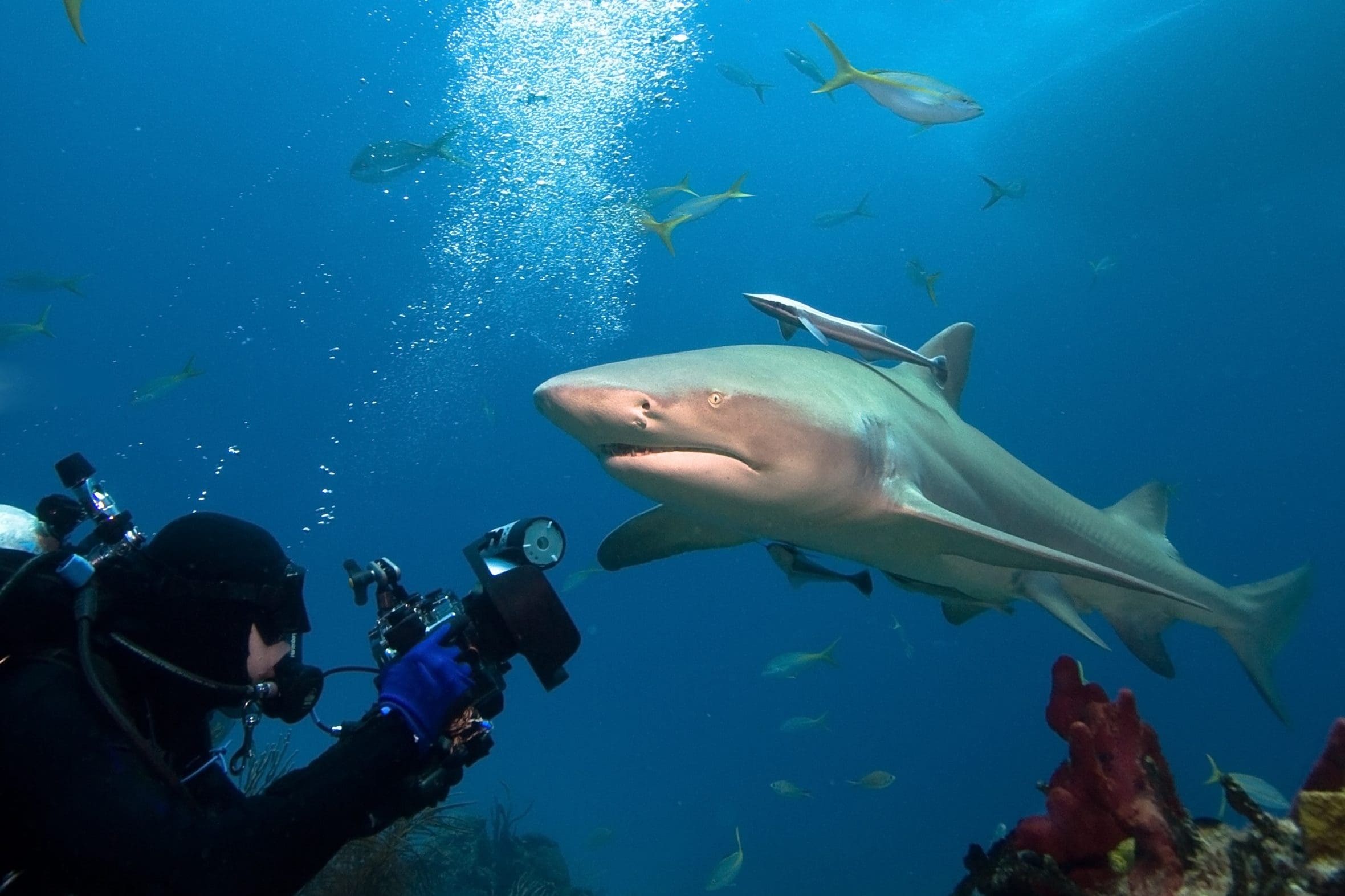 The Mystique of Lemon Sharks - Coral Coast Divers | The Best Shark Dive ...