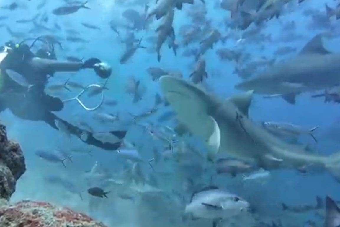The Fiji Shark Dive At The Colosseum | The Best Shark Diving in Fiji