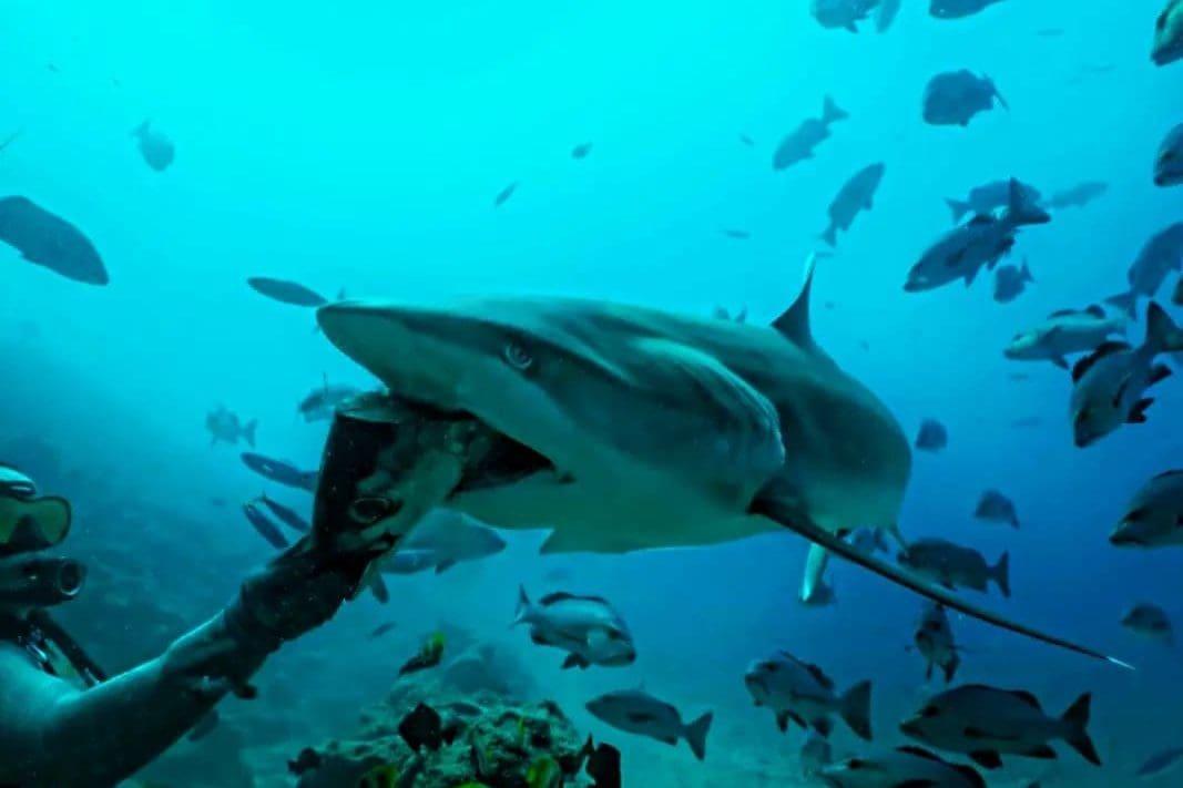 The Fiji Shark Dive At The Colosseum | The Best Shark Diving in Fiji