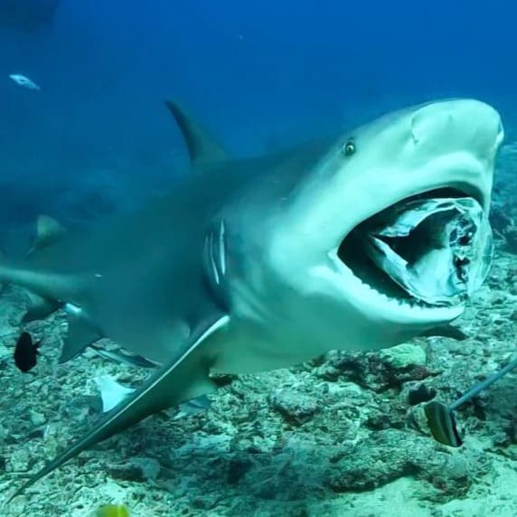 The Fiji Shark Dive At The Colosseum | The Best Shark Diving in Fiji