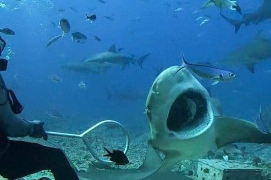 The Fiji Shark Dive At The Colosseum | The Best Shark Diving in Fiji