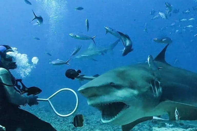 The Fiji Shark Dive At The Colosseum | The Best Shark Diving in Fiji