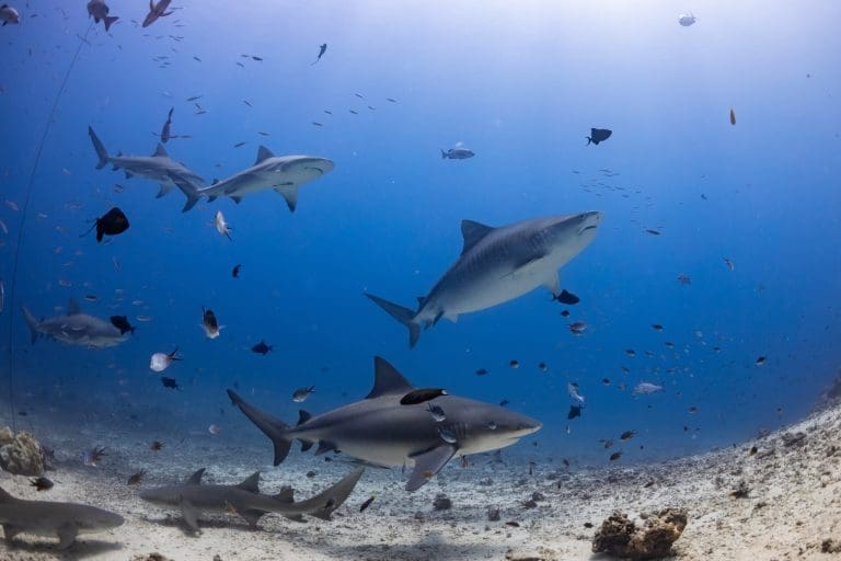 The Fiji Shark Dive At The Colosseum | The Best Shark Diving in Fiji